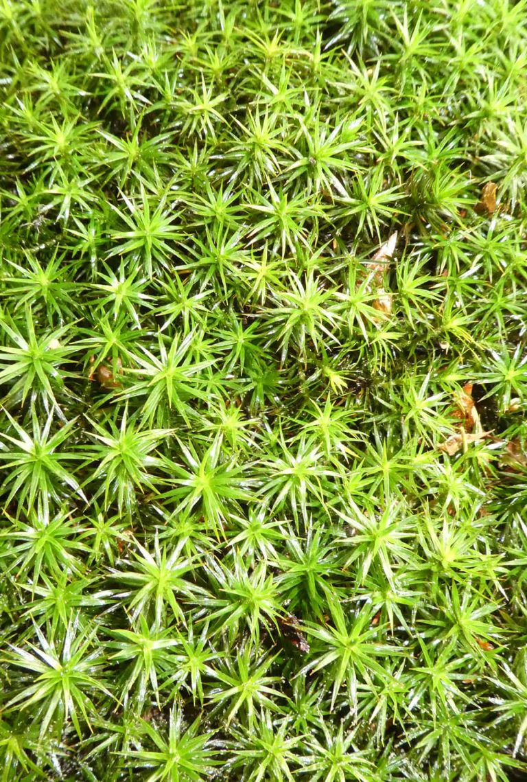 How to Grow Irish Moss - Plantglossary