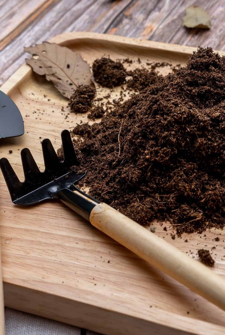 How to Grow Moss Indoors - Plantglossary