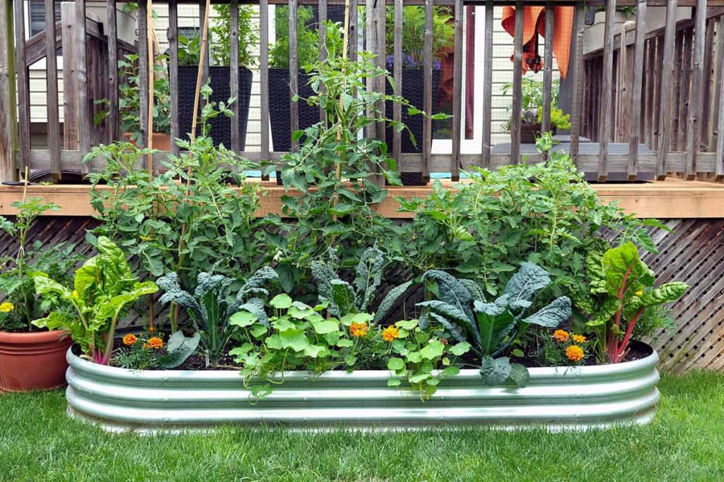 32 Best Plants to Grow in a Chicken Run - Plantglossary