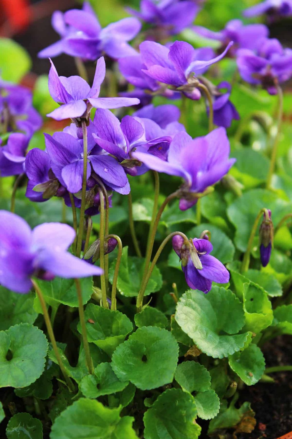 26 Gorgeous Flowers to Plant In October - Plantglossary