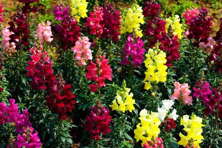 26 Gorgeous Flowers to Plant In October - Plantglossary