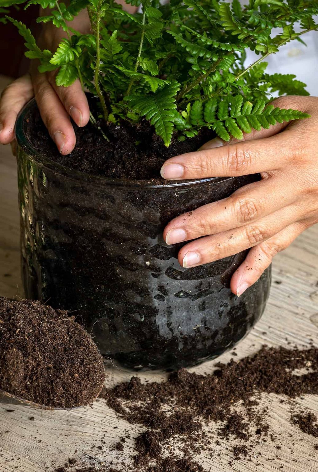 How Not to Kill Your Indoor Ferns - Plantglossary