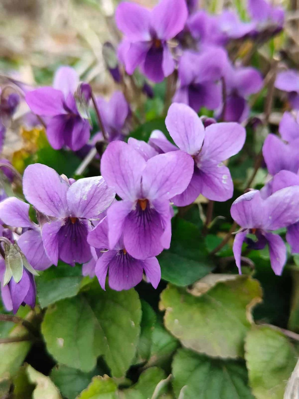 26 Flowers to Plant in December for a Colorful Winter Garden ...