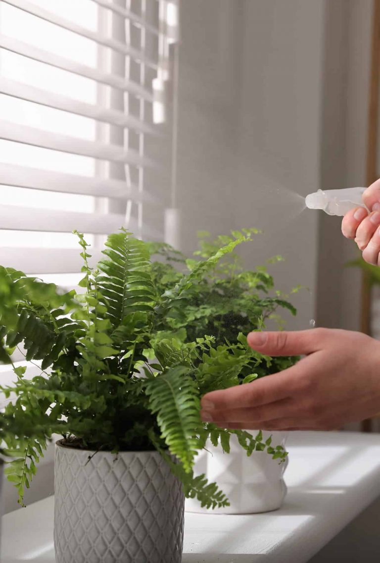How Not to Kill Your Indoor Ferns - Plantglossary