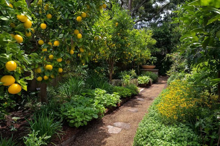 25 Food Forest Ideas Every Sustainable Gardener Should Know - Plantglossary