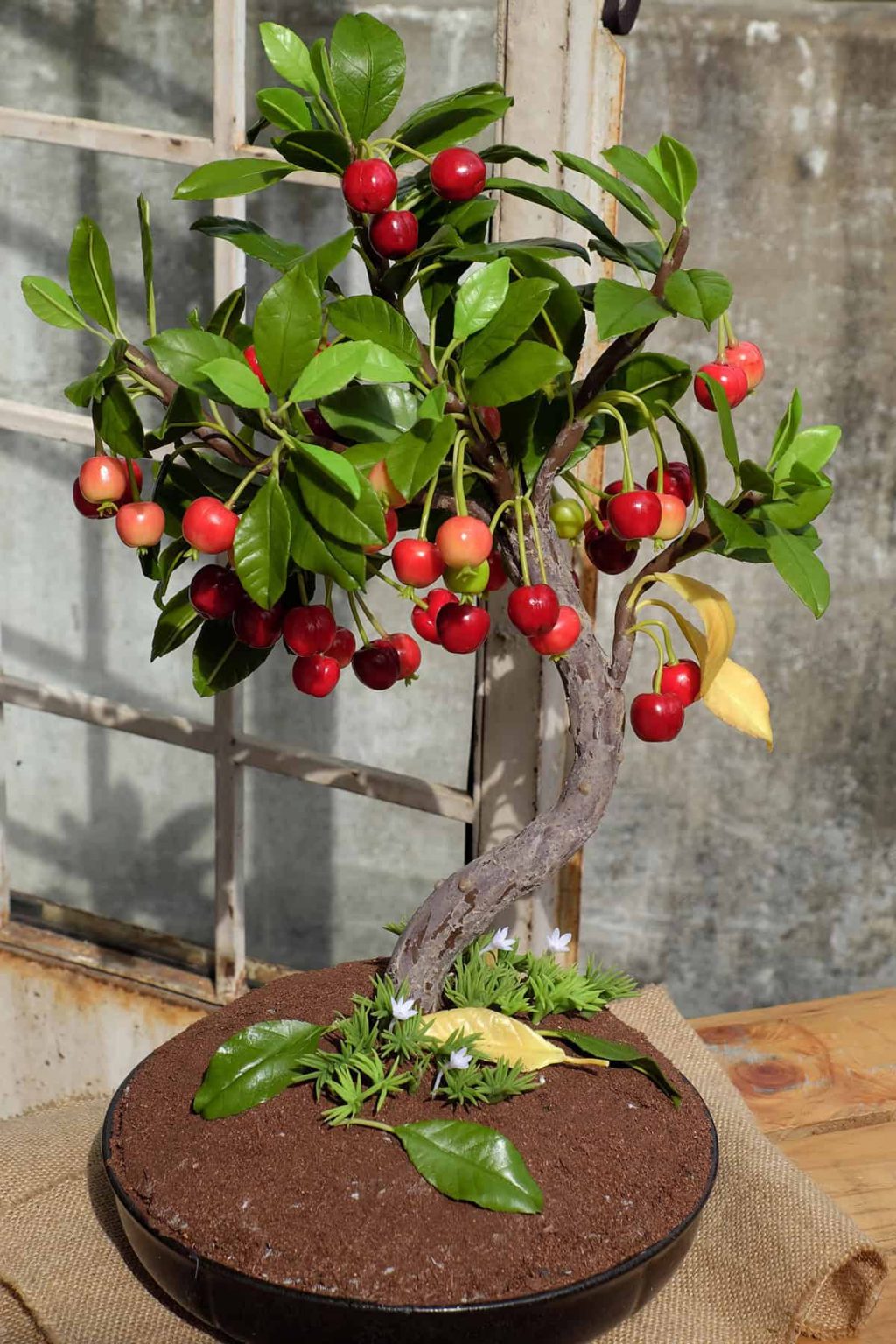 25 Easy Fruit Trees You Can Grow In Pots - Plantglossary