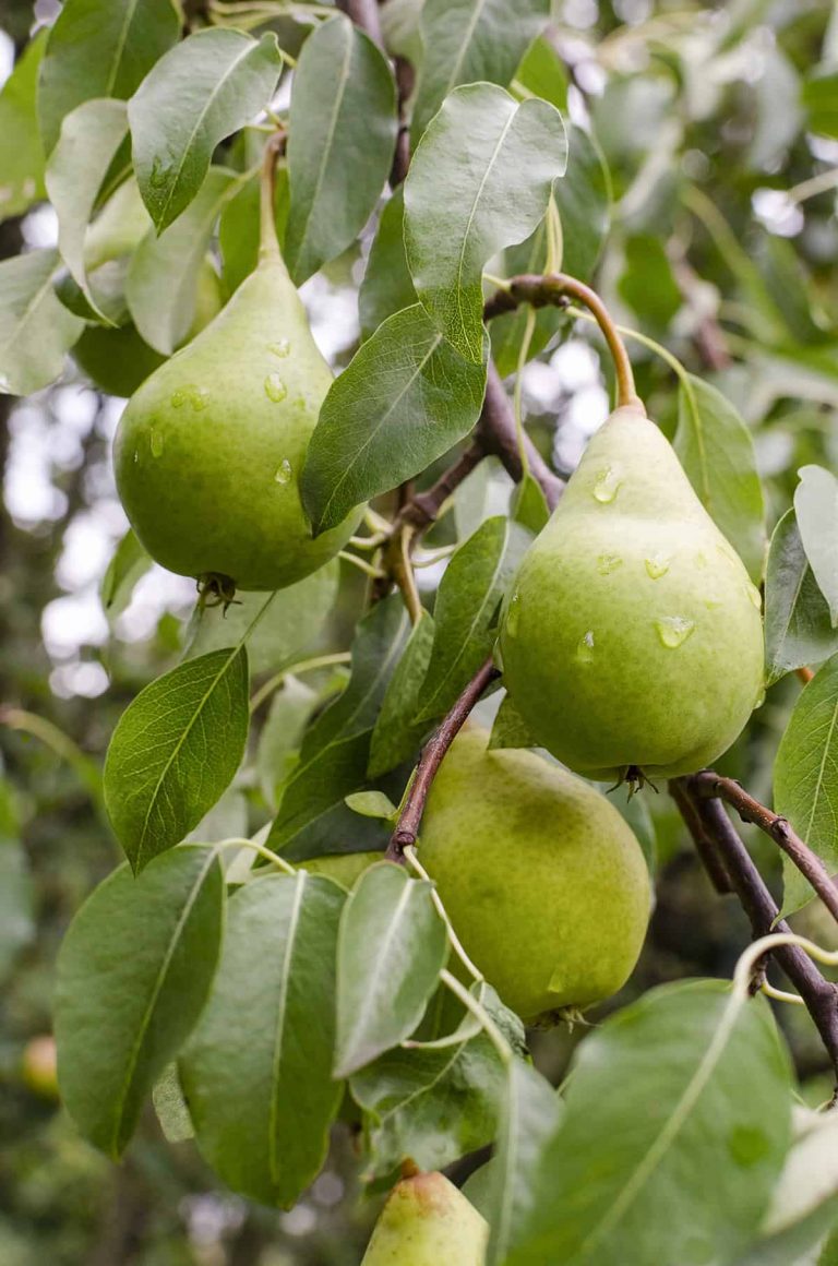 25 Easy Fruit Trees You Can Grow In Pots - Plantglossary