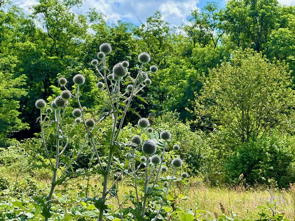 28 Tried-and-True Full-Sun Perennials - Plantglossary