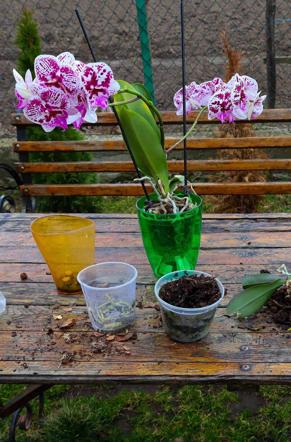How to Repot Orchids for Healthy Growth and Bloom - Plantglossary